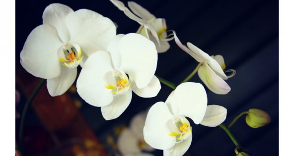 75_orhidee1-600x315w.jpg