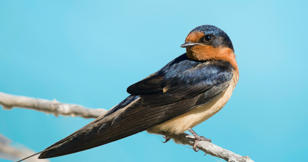 SUITSUPÄÄSUKE - HINGE TOOTEM