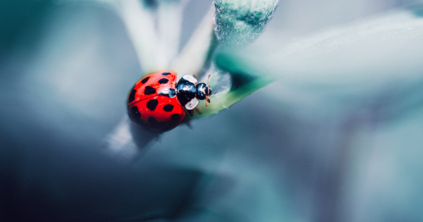 LEPATRIINU - HINGE TOOTEM