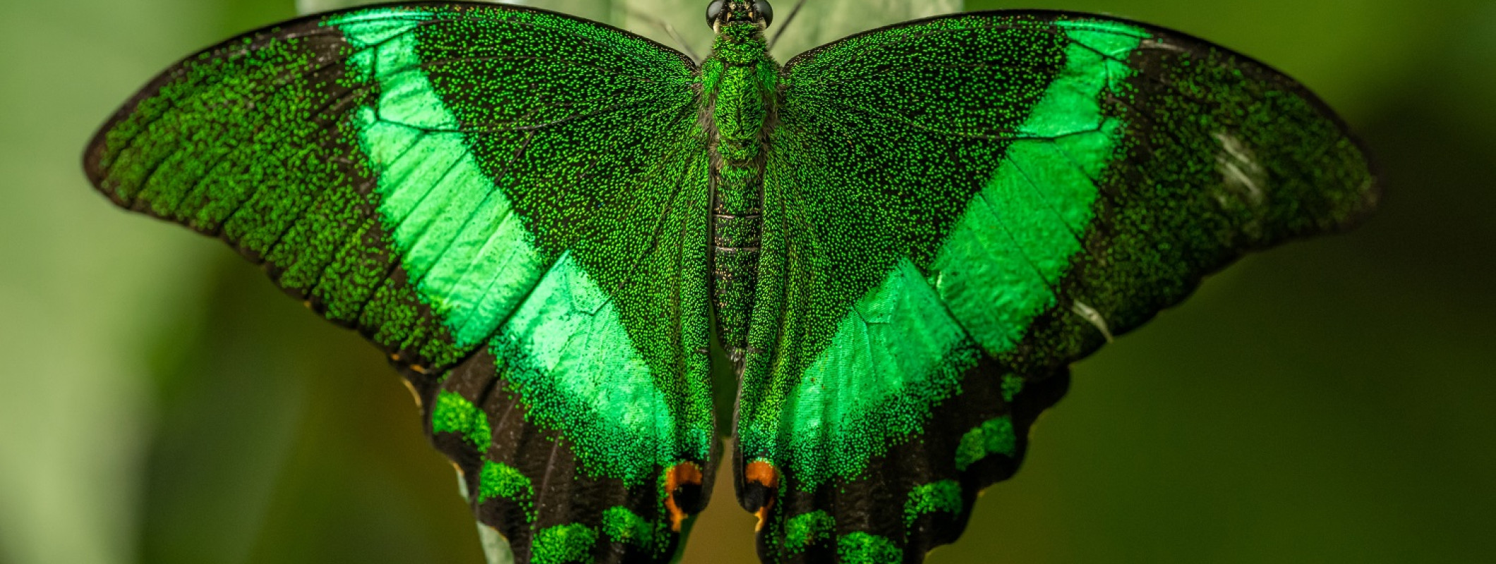 LIBLIKAS - HINGE TOOTEM