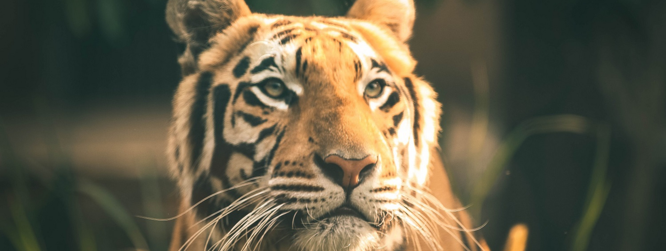 TIIGER - HINGE TOOTEM