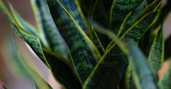 HAVISABA - KAITSE OMA KODU KURJUSE EEST