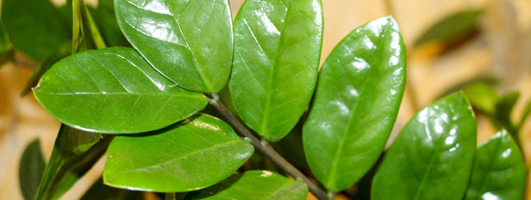 SULGVÕHK JA SELLE KÜLLUSLIK MITMEKÜLGSUS