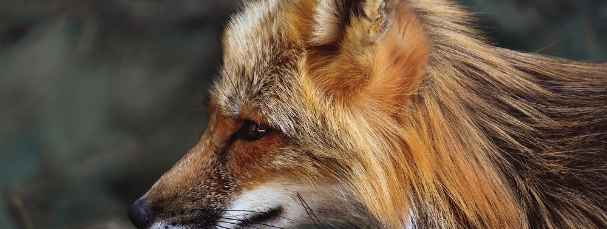 REBANE - UNENÄGUDE SELETAJA