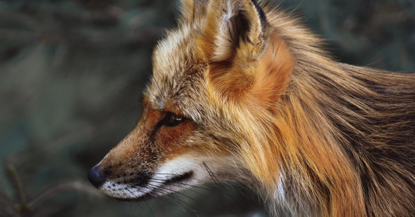 REBANE - UNENÄGUDE SELETAJA