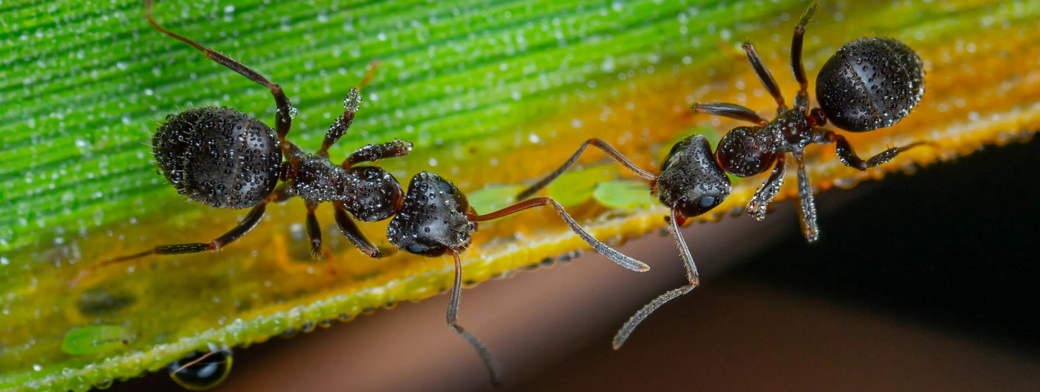 SIPELGAS – HINGE TOOTEM