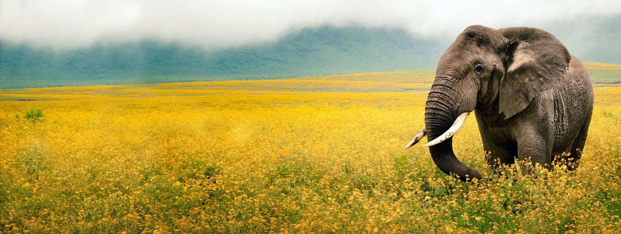 ELEVANT - HINGE TOOTEM