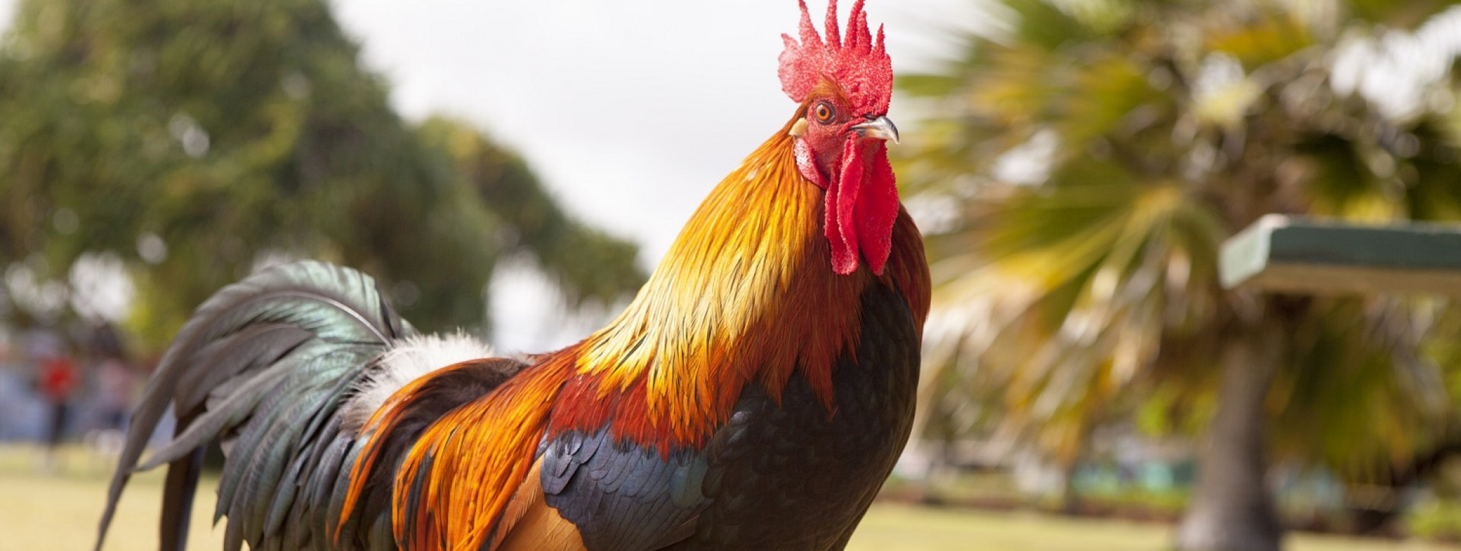 KUKK - HIINA ASTROLOOGIA