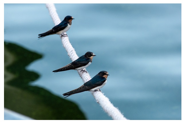 SUITSUPÄÄSUKE - HINGE TOOTEM