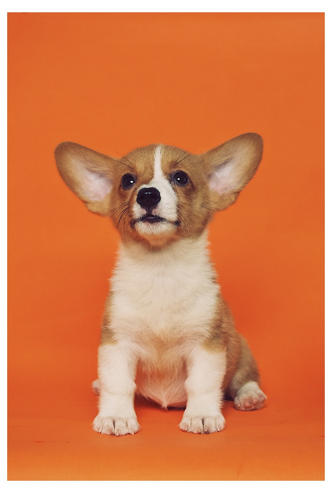 KOER - UNENÄGUDE SELETAJA