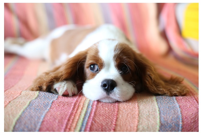 KOER - UNENÄGUDE SELETAJA